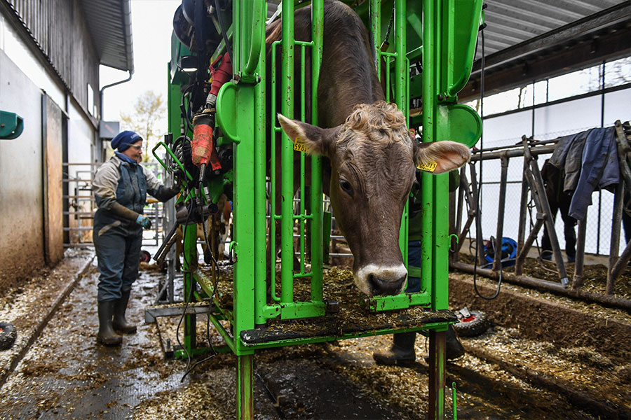 Klauenpflegerin Eva Rapp: Landwirtin ohne eigenen Hof